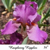 Photo of the bloom of Tall Bearded Iris (Iris 'Raspberry Ripples ...