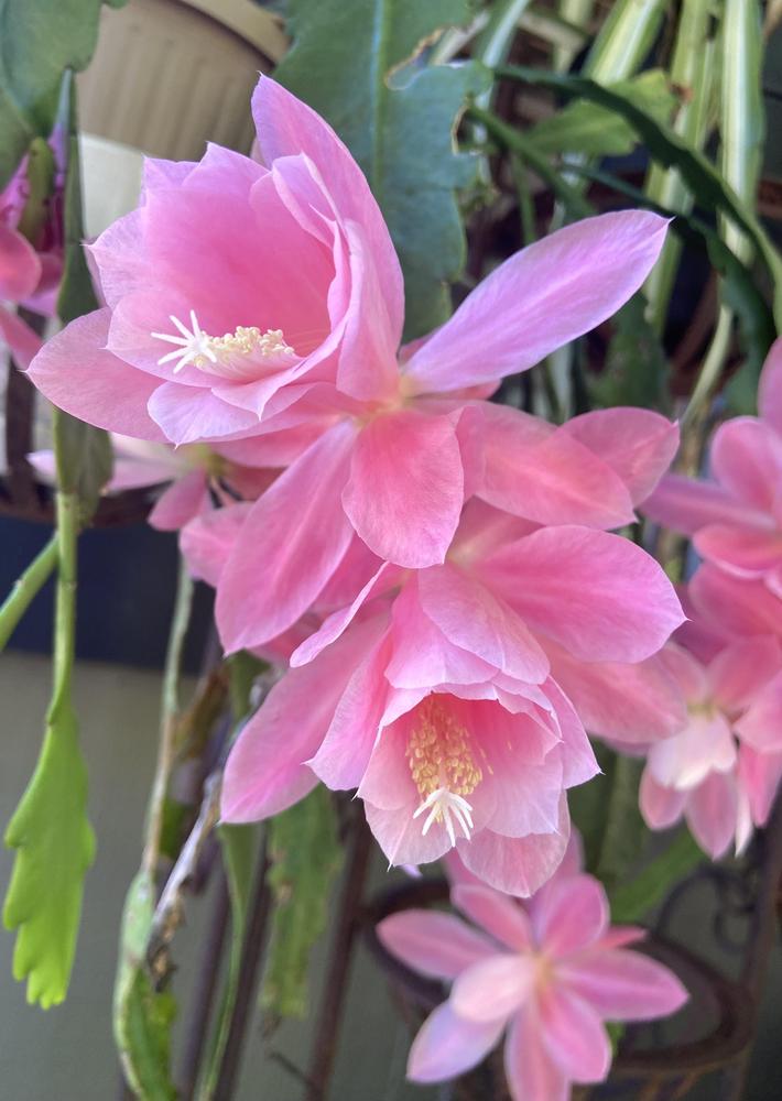 Photo of the bloom of German Empress (Disocactus phyllanthoides) posted ...