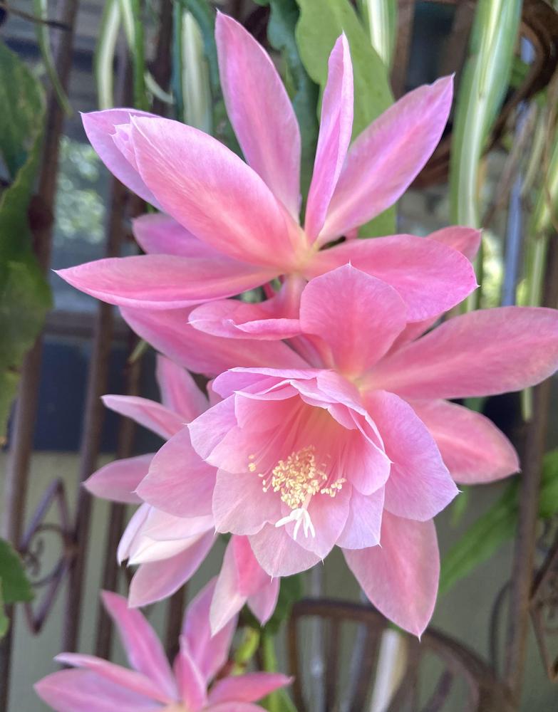 German Empress (Disocactus phyllanthoides) - Garden.org