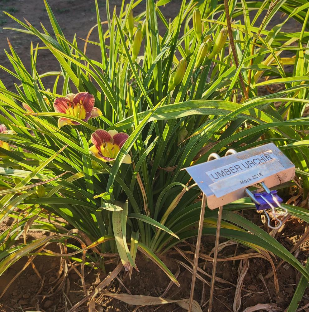 Photo of the entire plant of Daylily (Hemerocallis 'Umber Urchin ...