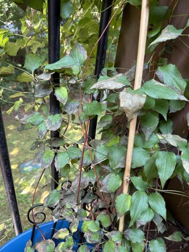 Clematis - Disease? in the Pests and Diseases forum - Garden.org