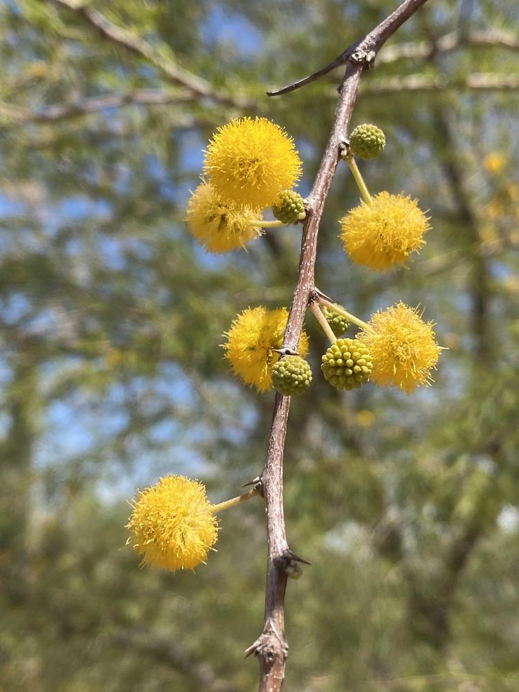 Photo of the bloom of Sweet Acacia (Vachellia farnesiana) posted by SL ...
