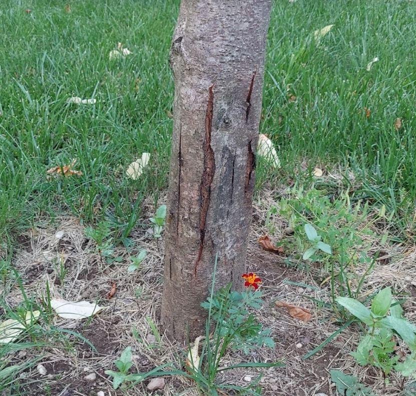 how to treat tree bark split? in the Ask a Question forum - Garden.org
