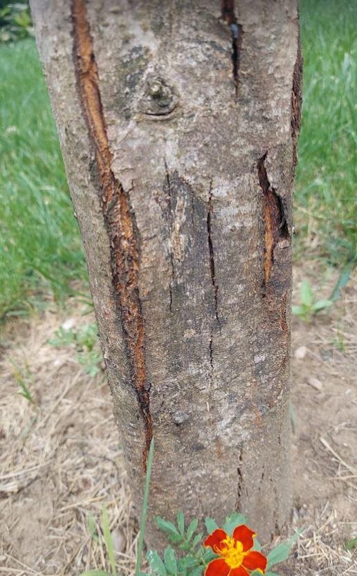 how to treat tree bark split? in the Ask a Question forum - Garden.org