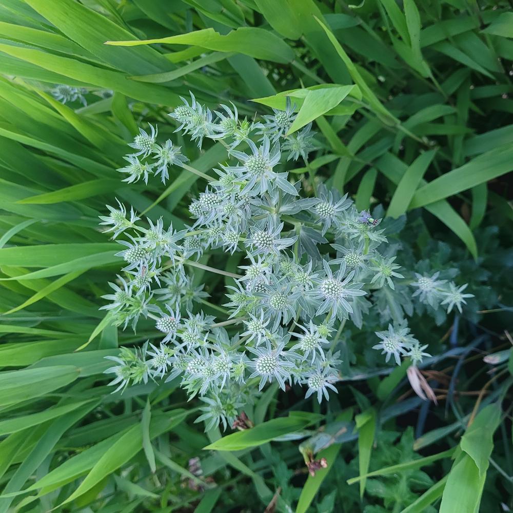 Photo of the entire plant of Sea Holly (Eryngium planum 'Blue Cap ...
