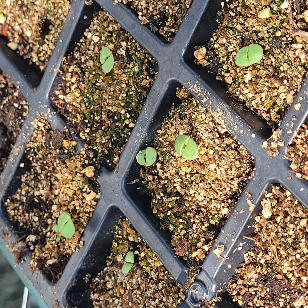 Photo of the seedling or young plant of Basil (Ocimum basilicum ...