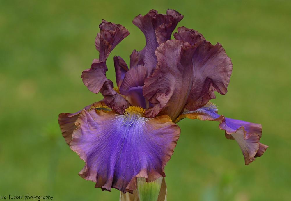 Photo of the bloom of Tall Bearded Iris (Iris 'Pagan Dance') posted by ...