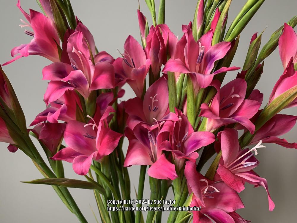 Photo of the bloom of Gladiola (Gladiolus 'Volcano') posted by kniphofia - Garden.org