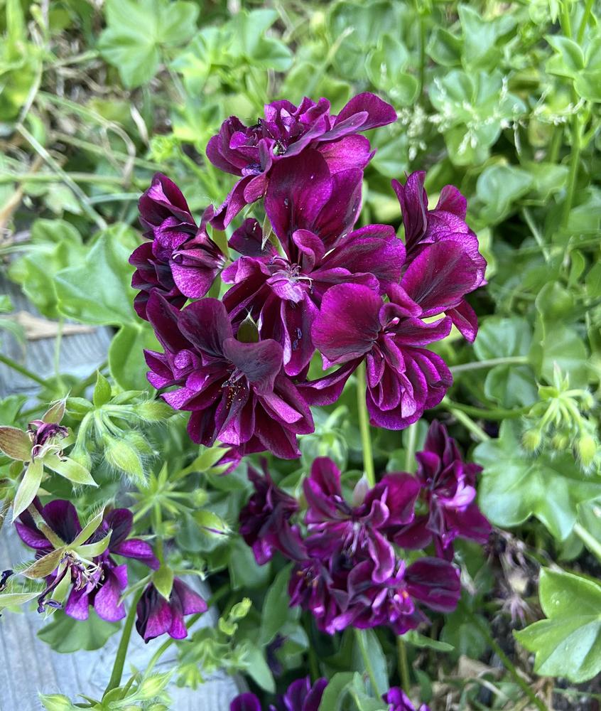 Ivy Geranium (Pelargonium peltatum Contessa™ Burgundy) in the ...