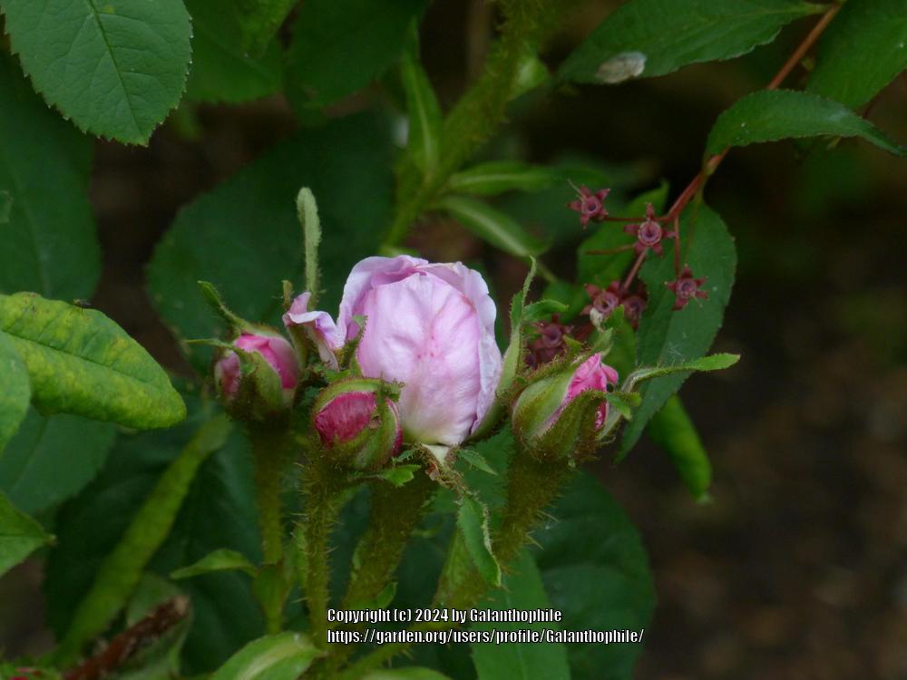 Photo of the closeup of buds, sepals and receptacles of Rose (Rosa 'Soupert et Notting') posted ...