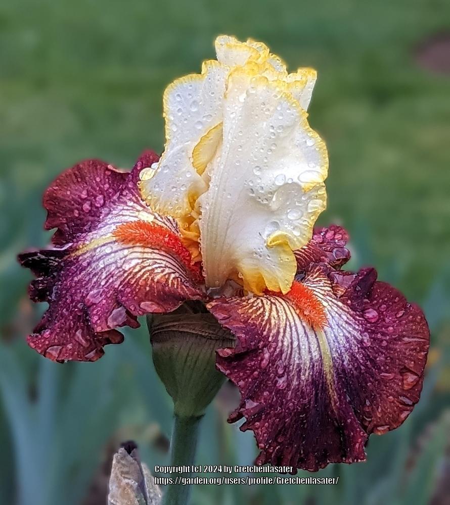 Tall Bearded Iris (Iris 'Singularity') in the Irises Database - Garden.org