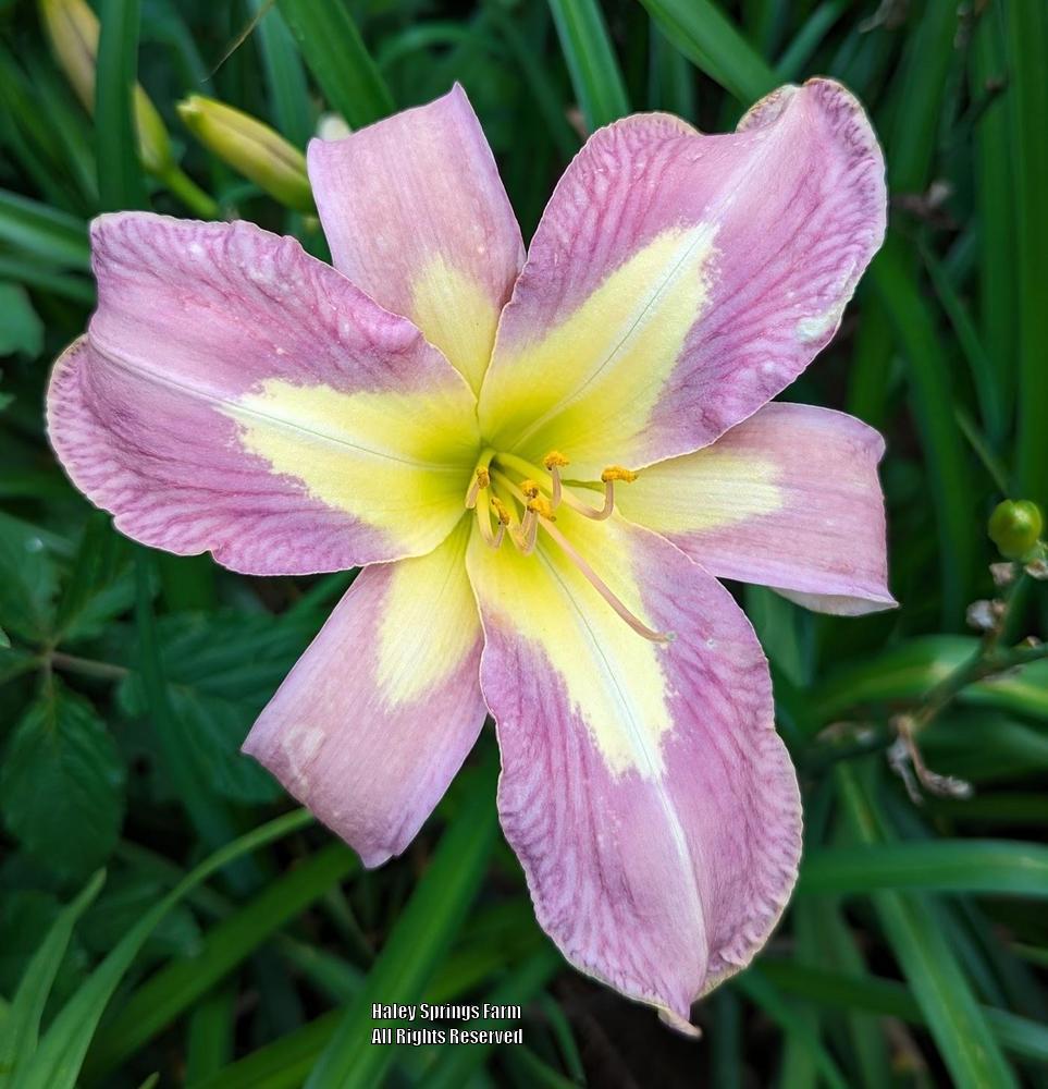 Photo of the bloom of Daylily (Hemerocallis 'Aerial Applique') posted ...