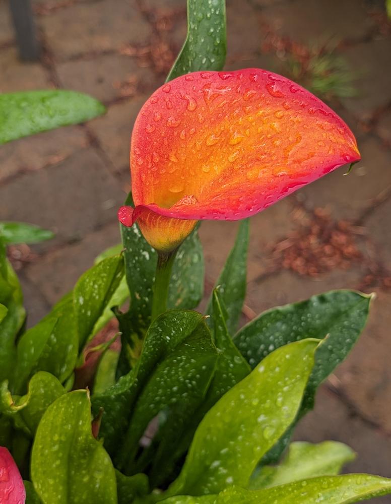 Photo of the bloom of Calla Lily (Zantedeschia 'Morning Sun') posted by ...