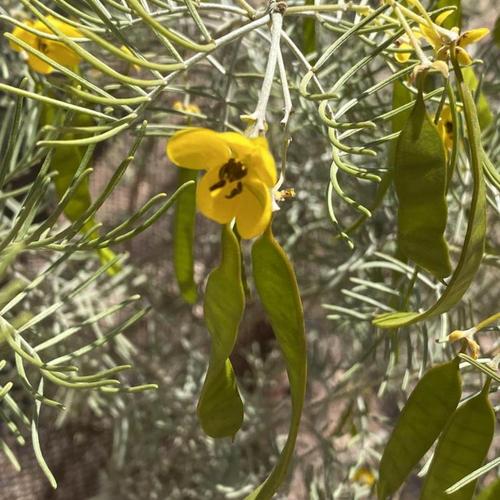 Silver Cassia (Senna artemisioides) - Garden.org