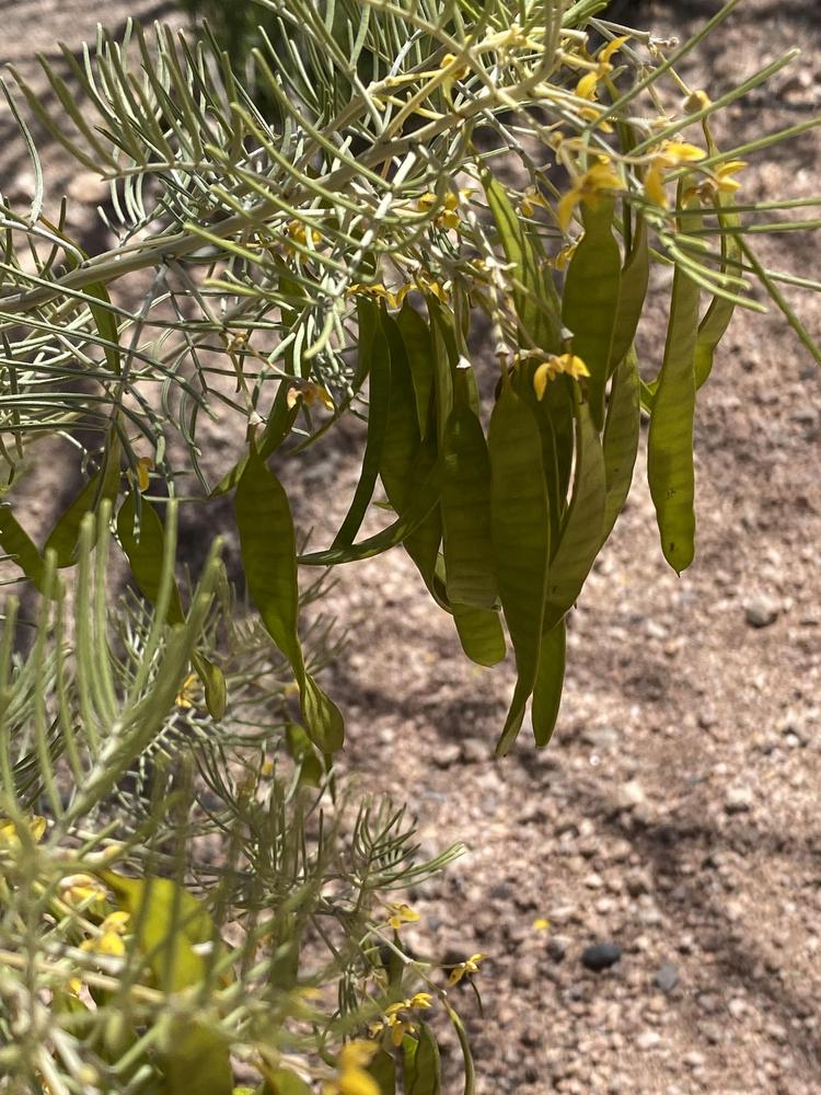 Photo of the seed pods or heads of Silver Cassia (Senna artemisioides ...