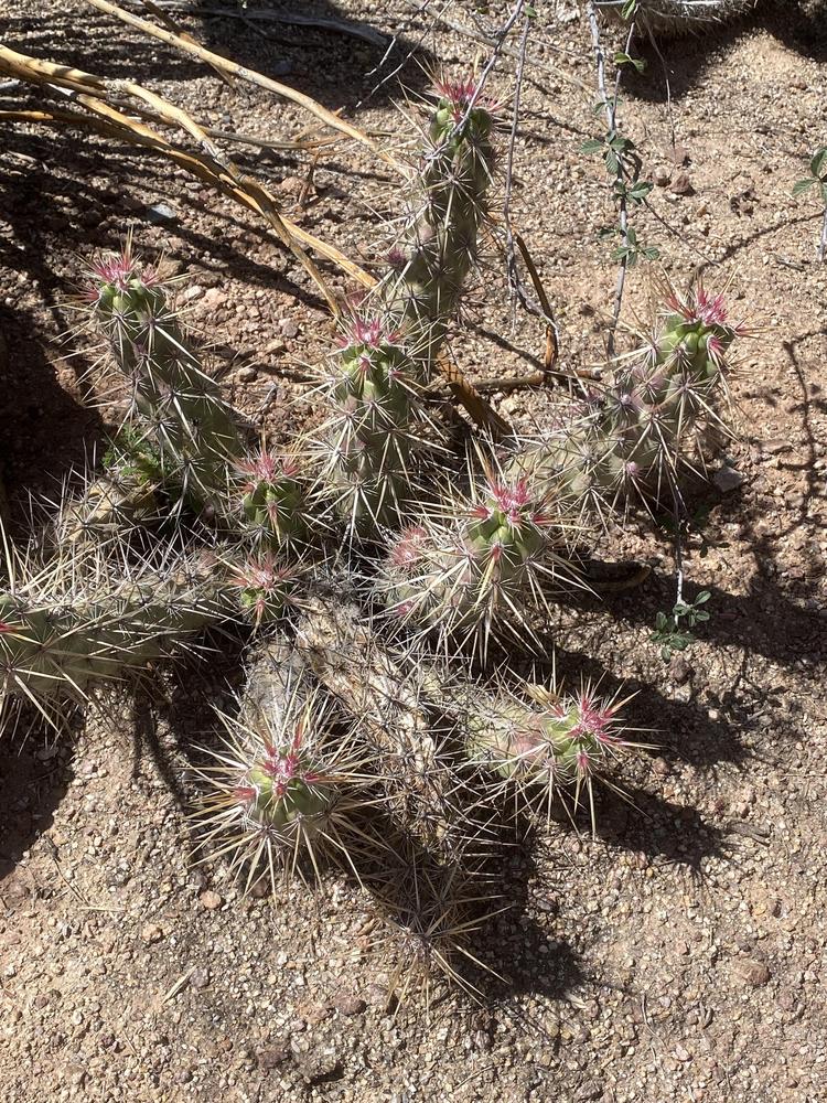 Photo of the entire plant of Strawberry Cactus (Echinocereus brandegeei ...