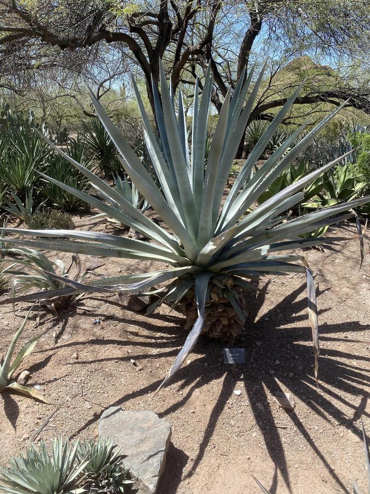 Photo of the entire plant of Maguey de la Luna (Agave vera-cruz) posted ...