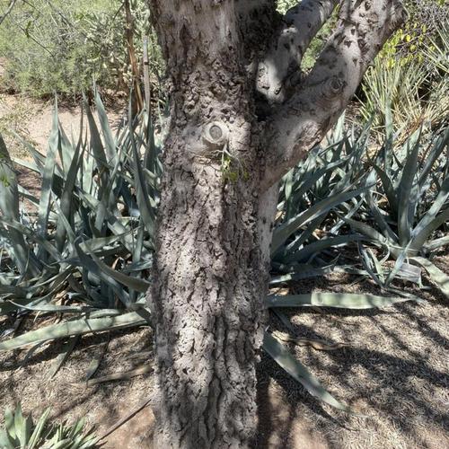 Netleaf Hackberry (Celtis laevigata var. reticulata) - Garden.org