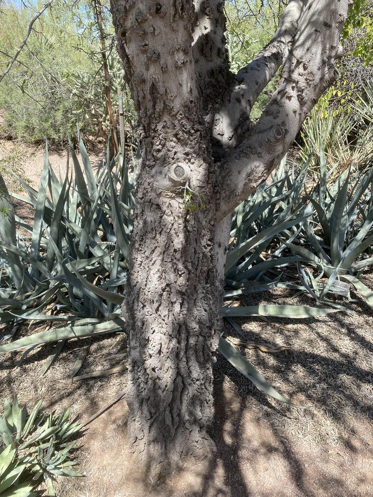 Netleaf Hackberry (Celtis laevigata var. reticulata) - Garden.org