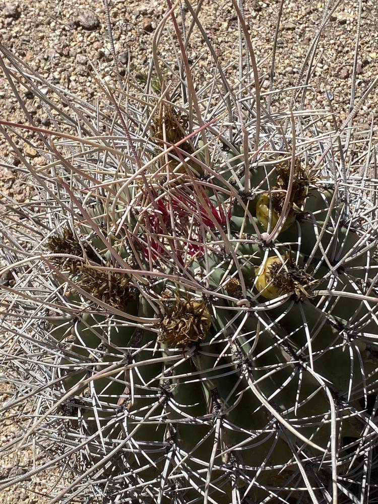 Photo of the thorns, spines, prickles or teeth of Emory's Barrel Cactus ...