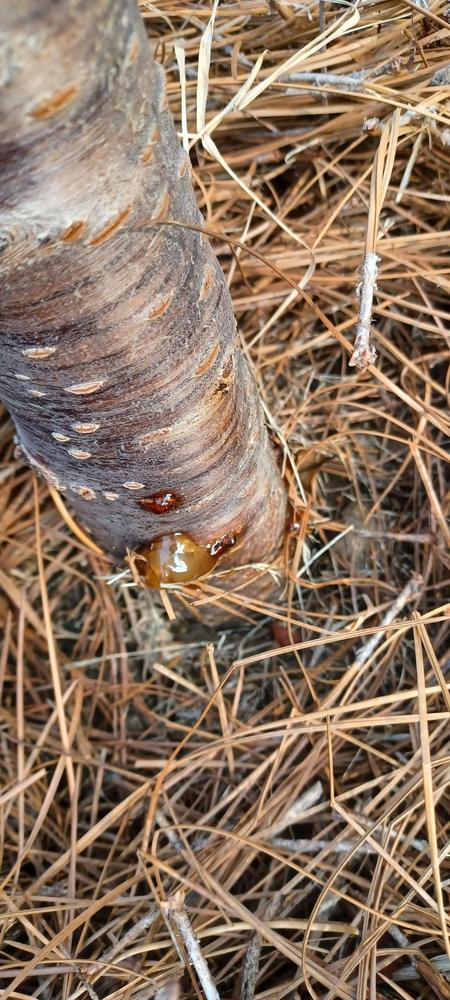Newly planted Cherry Tree (Yoshino) - leaves turn red, sap on trunk in ...
