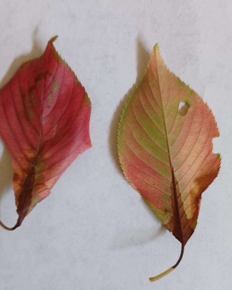 Newly planted Cherry Tree (Yoshino) - leaves turn red, sap on trunk in ...