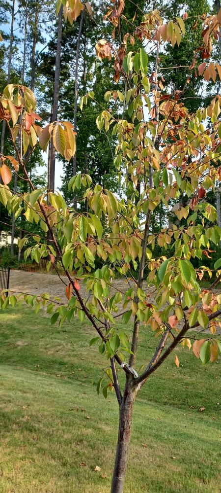 Newly planted Cherry Tree (Yoshino) - leaves turn red, sap on trunk in ...