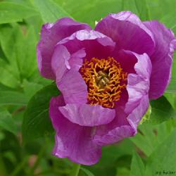 Japanese Tree Peony (Paeonia x suffruticosa 'Hanakisoi') in the Peonies ...
