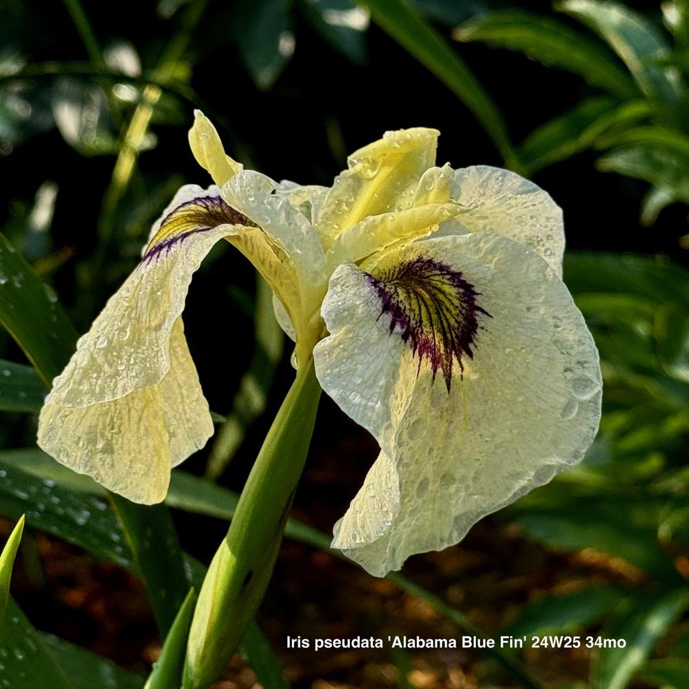 Photo of the bloom of Species X Iris (Iris 'Alabama Blue Fin') posted ...
