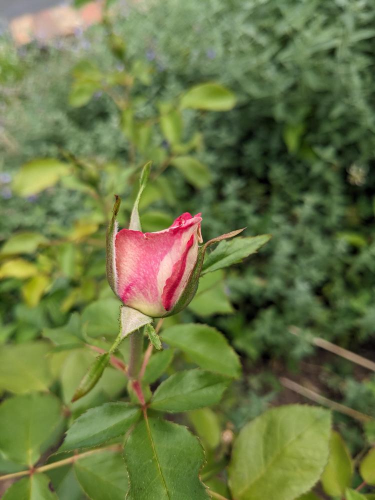 Photo of the closeup of buds, sepals and receptacles of Rose (Rosa 'Pinkerbelle') posted by ...