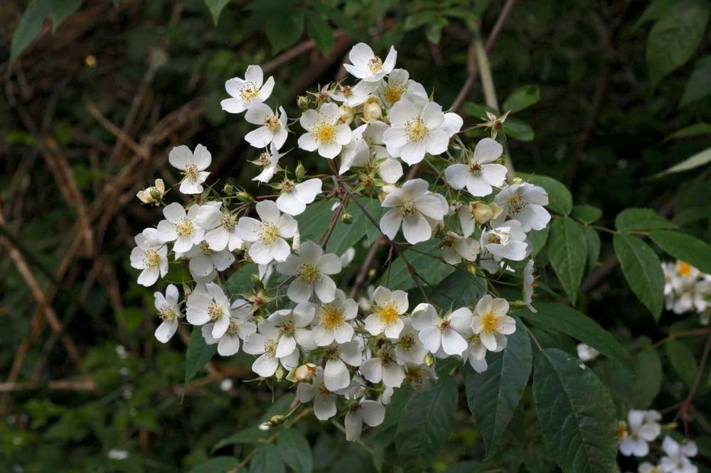Photo of the bloom of Species Rose (Rosa filipes 'Kiftsgate') posted by ...