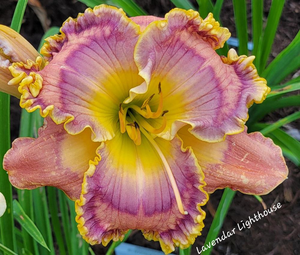 Photo of the bloom of Daylily (Hemerocallis 'Lavender Lighthouse ...