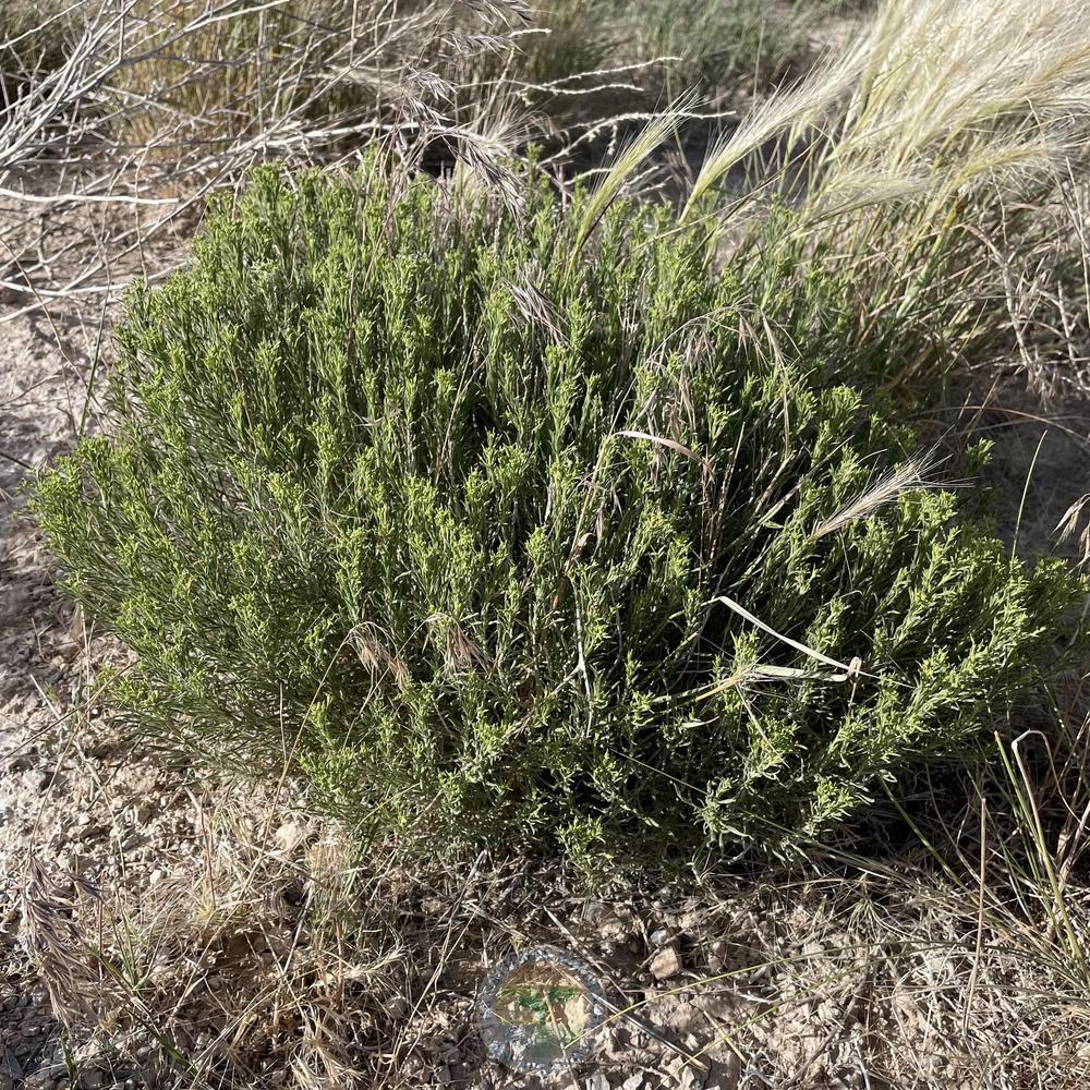 Photo of the entire plant of Greene’s Rabbitbrush (Chrysothamnus ...