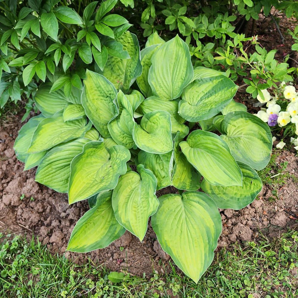 Hosta 'Lunar Orbit' in the Hostas Database - Garden.org