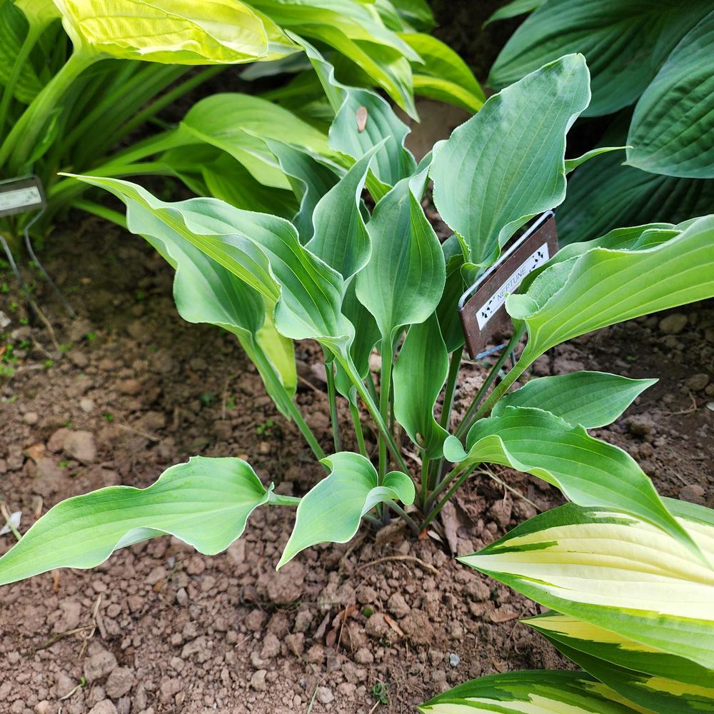 Hosta 'Neptune' in the Hostas Database - Garden.org