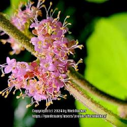 American Beautyberry (Callicarpa americana) in the Beautyberries ...