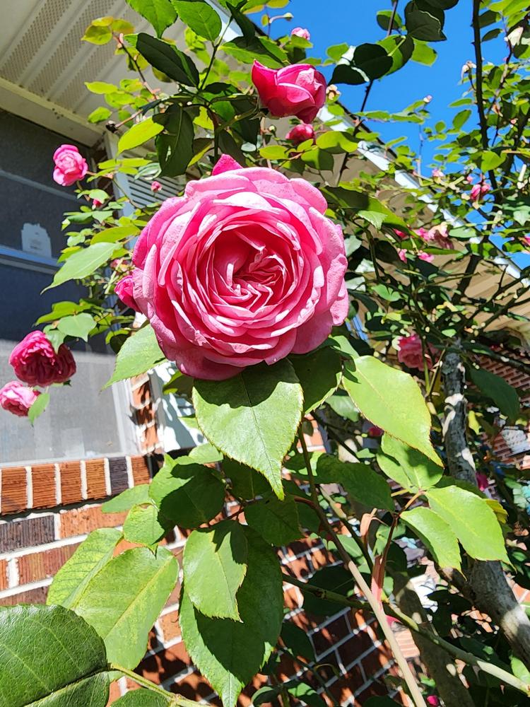 Photo of the bloom of Tea Rose (Rosa 'Mrs. B. R. Cant') posted by ...