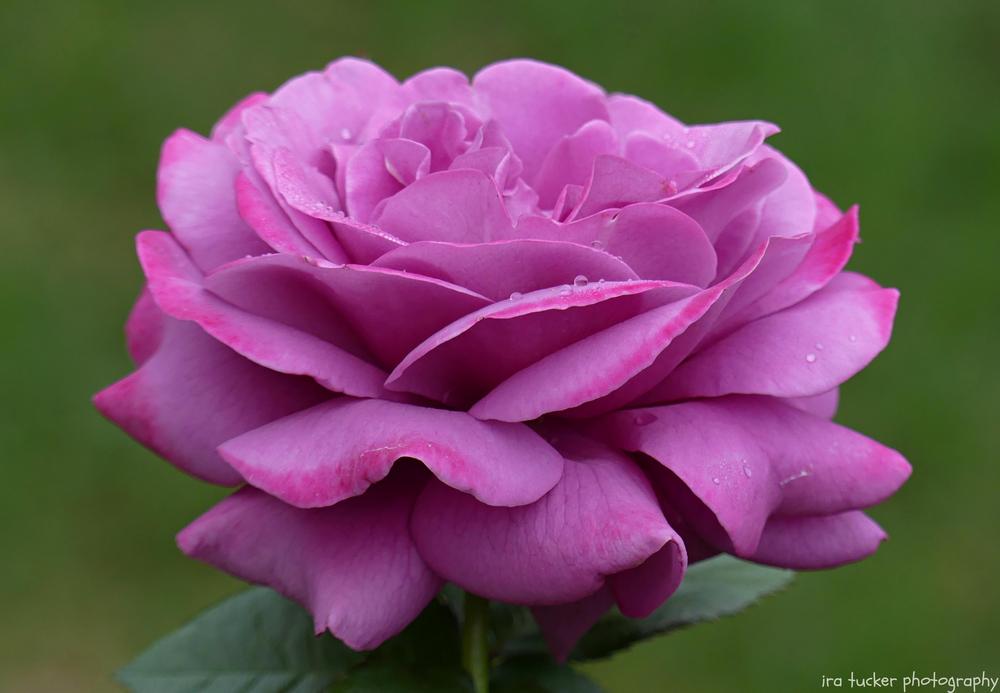 Rose (Rosa 'Plum Perfect') in the Roses Database - Garden.org