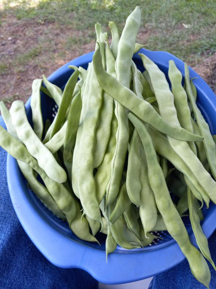 Photo of the seed pods or heads of French Filet (Phaseolus vulgaris ...