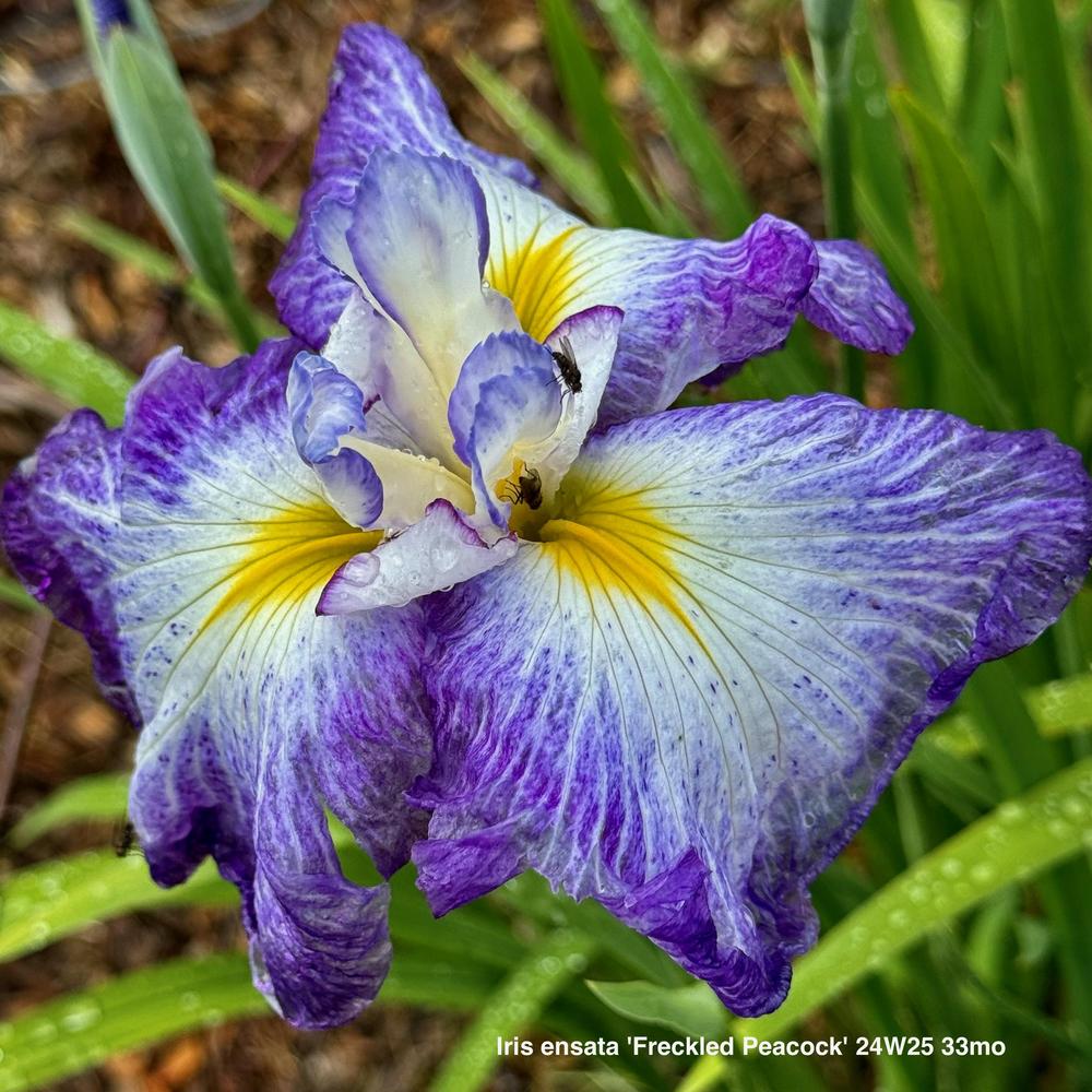 Japanese Iris (Iris ensata 'Freckled Peacock') in the Irises Database ...