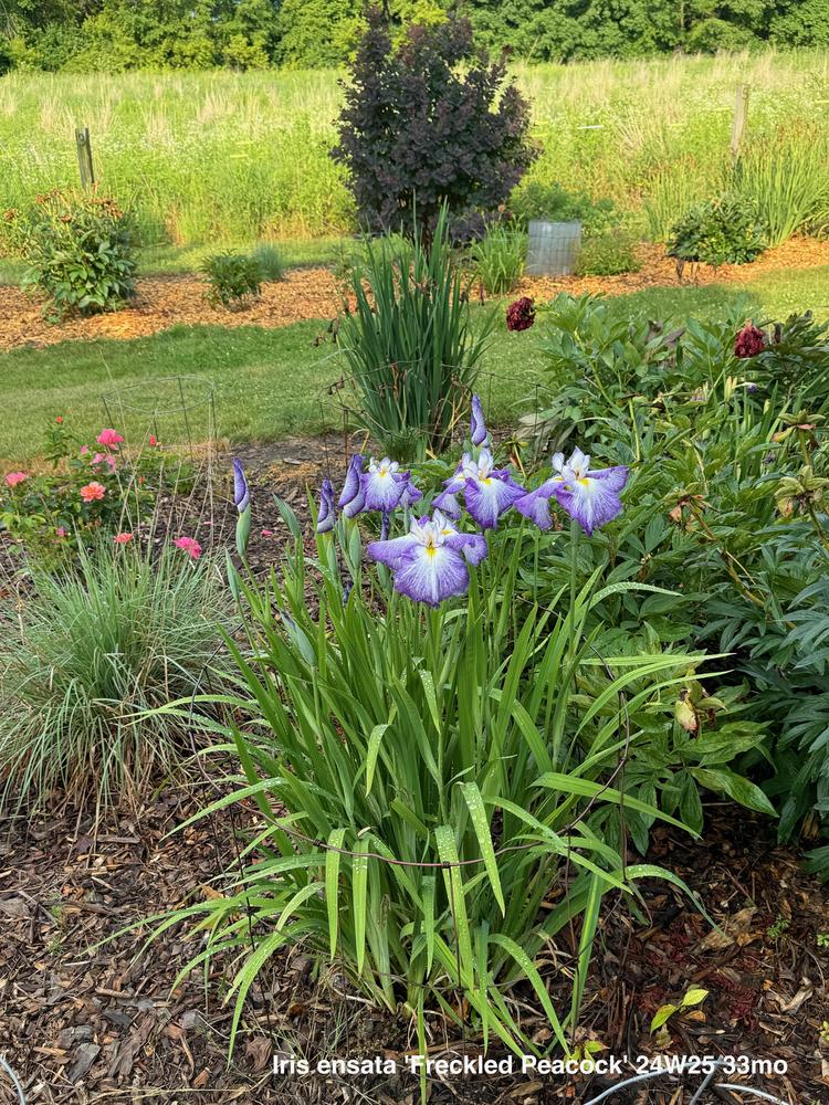 Photo of the entire plant of Japanese Iris (Iris ensata 'Freckled ...