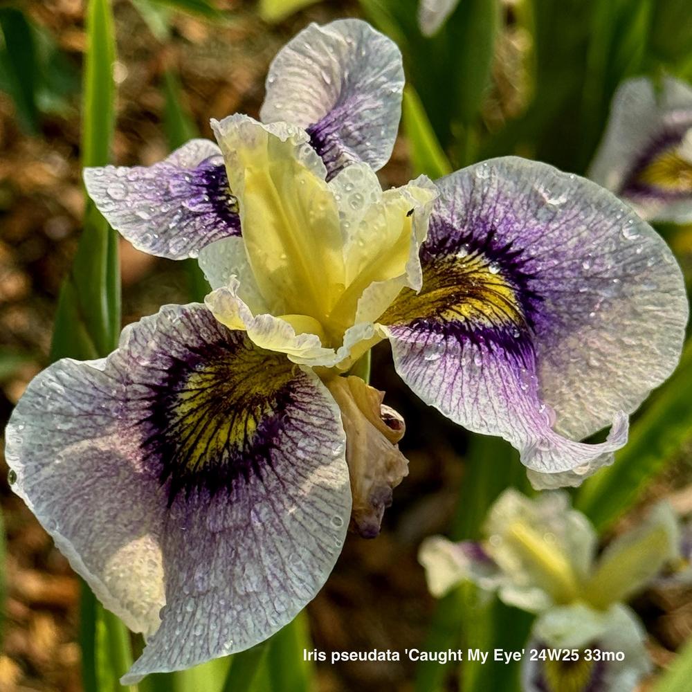 Photo of the bloom of Species X Iris (Iris 'Caught My Eye') posted by ...