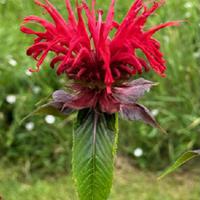 Photo of the emerging growth of Bee Balm (Monarda didyma 'Jacob Cline ...