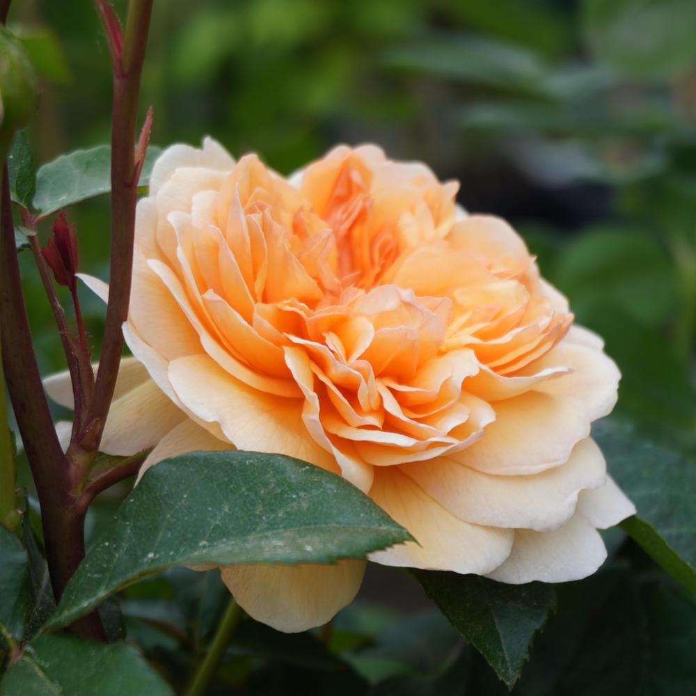 Rose (Rosa 'Port Sunlight') in the Roses Database - Garden.org