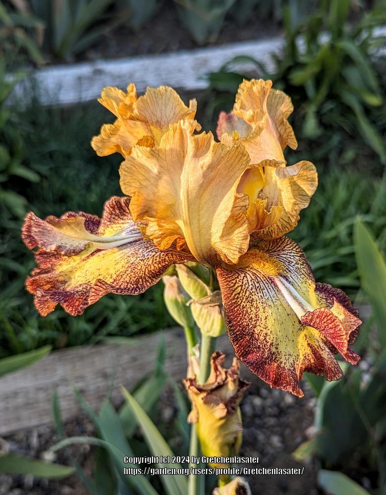 Tall Bearded Iris (Iris 'Breathing Fire') in the Irises Database ...