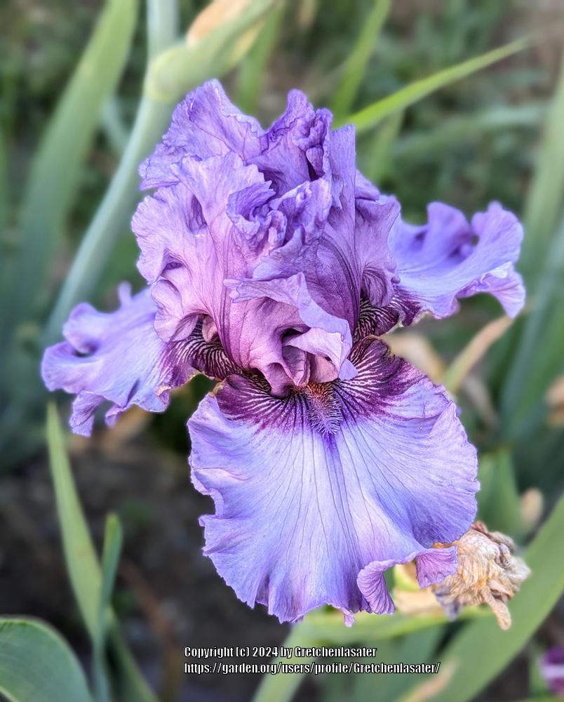 Tall Bearded Iris (Iris 'Poetic Walk') in the Irises Database - Garden.org