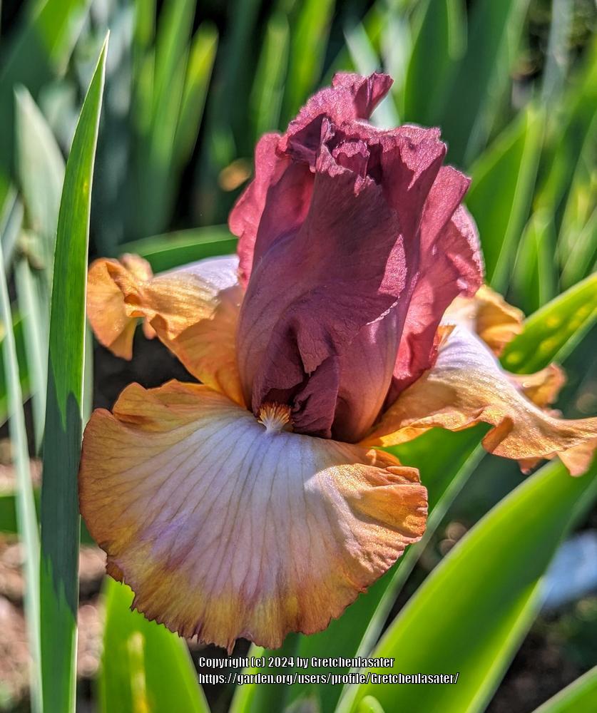 Photo of the bloom of Border Bearded Iris (Iris 'Banded Gold') posted ...