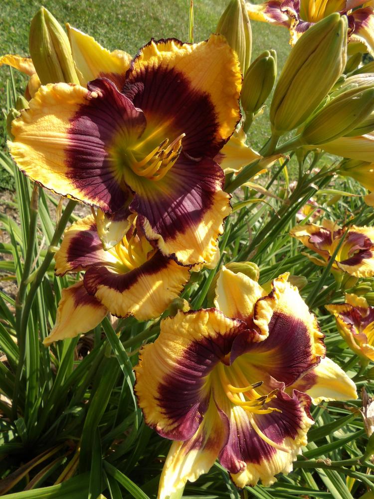 Photo of the entire plant of Daylily (Hemerocallis 'Bold Awakening') posted by Msfarmbo - Garden.org