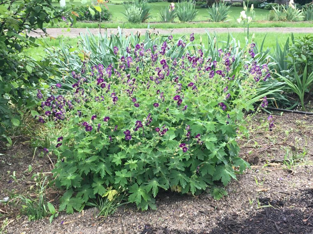 Geranium (Geranium phaeum 'Raven') in the Geraniums Database - Garden.org