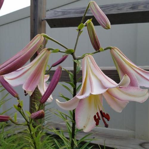 Lily (Lilium 'Eastern Moon') in the Lilies Database - Garden.org